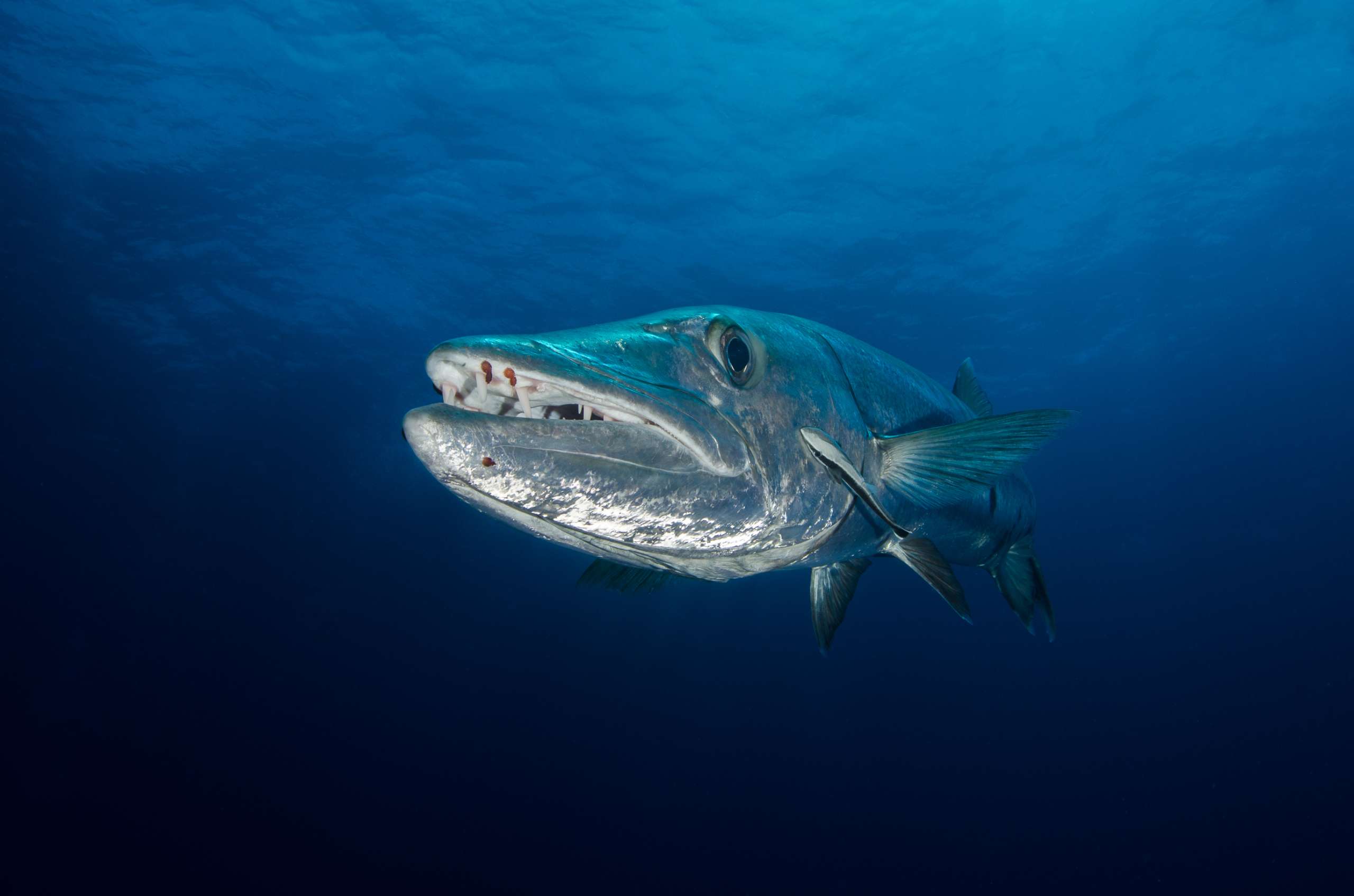 Barracuda - Cayman Compass