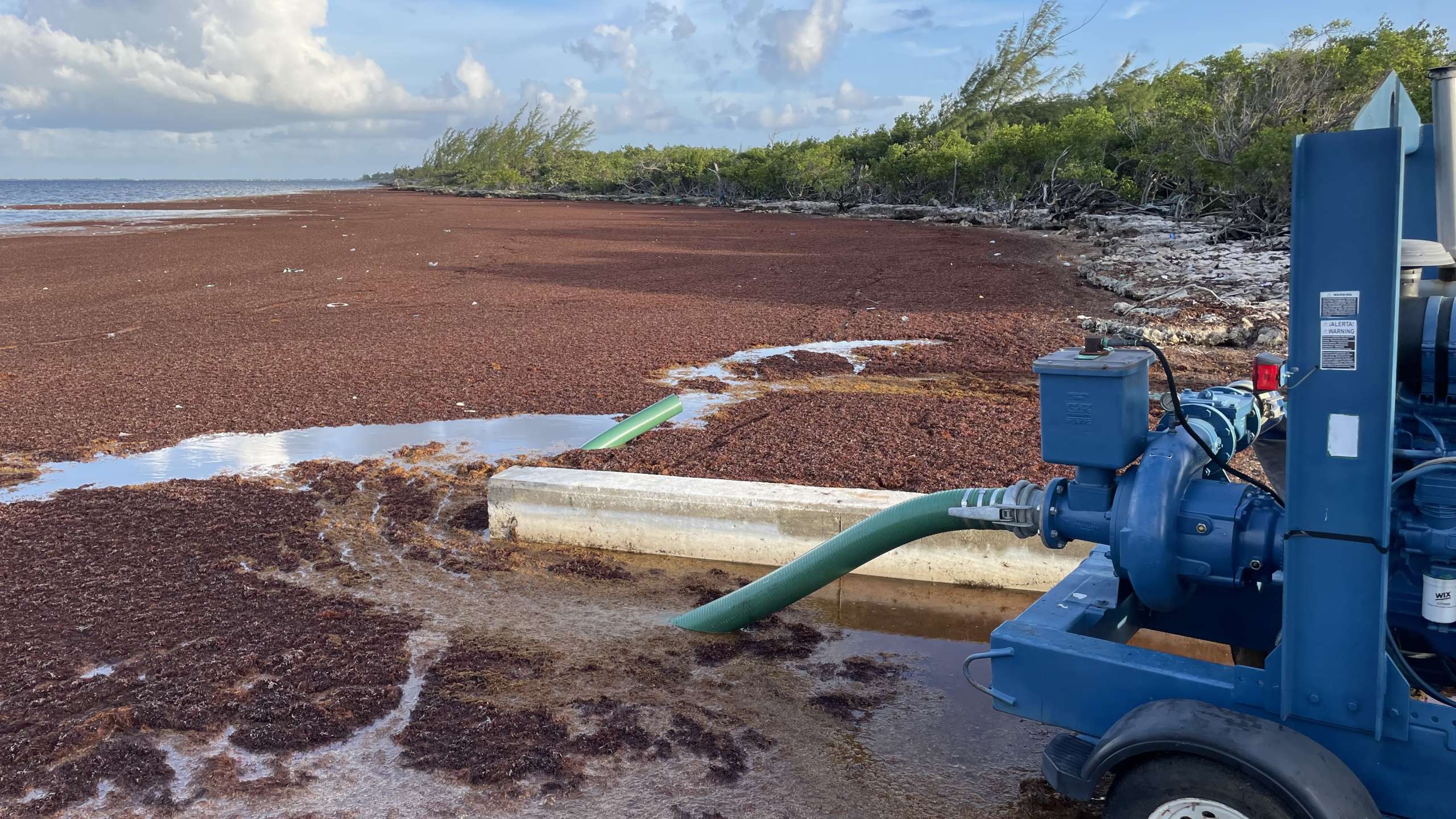 Rotting seaweed ends sargassum-removal trial - Cayman Compass
