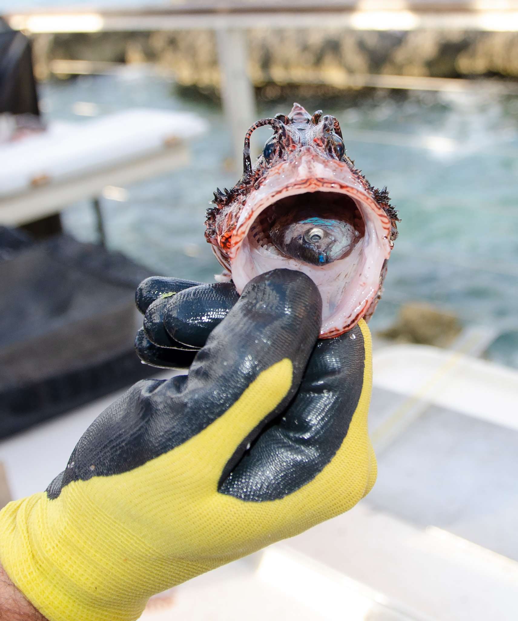 Lionfish mouth with baby reef fish - Cayman Compass