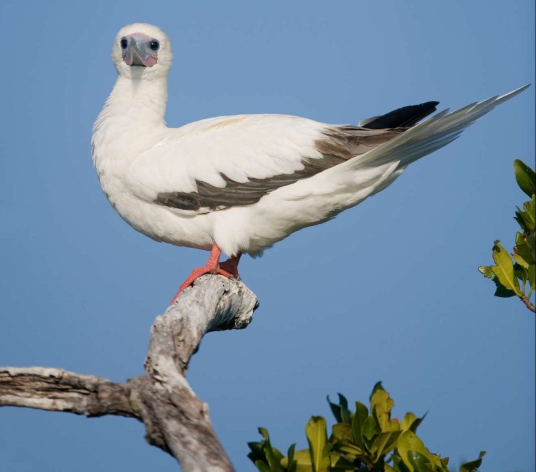 Critical habitat plan for endangered seabirds - Cayman Compass