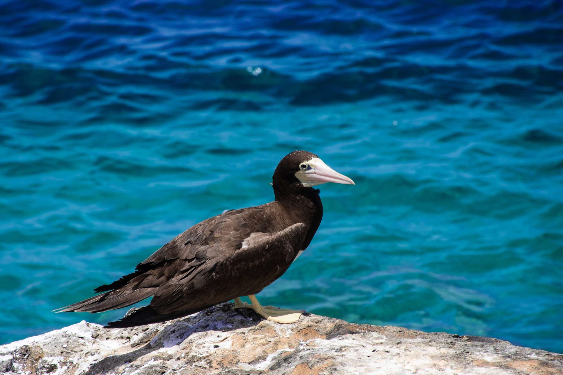 Critical habitat plan for endangered seabirds - Cayman Compass