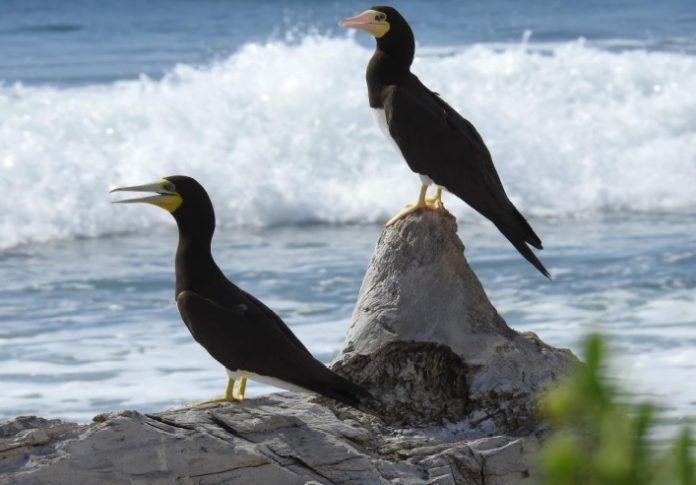 Critical habitat plan for endangered seabirds - Cayman Compass