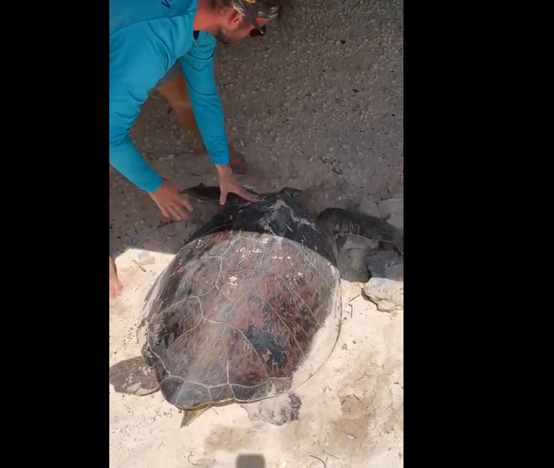 North Side resident teams with DoE in weekend turtle rescue - Cayman ...