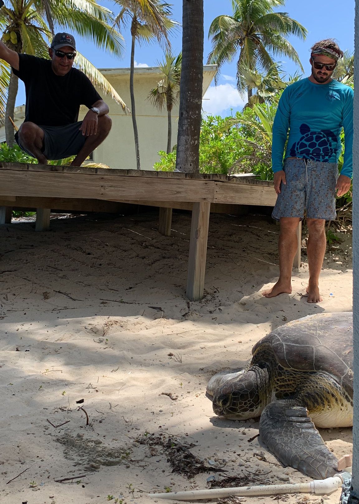 North Side resident teams with DoE in weekend turtle rescue - Cayman ...