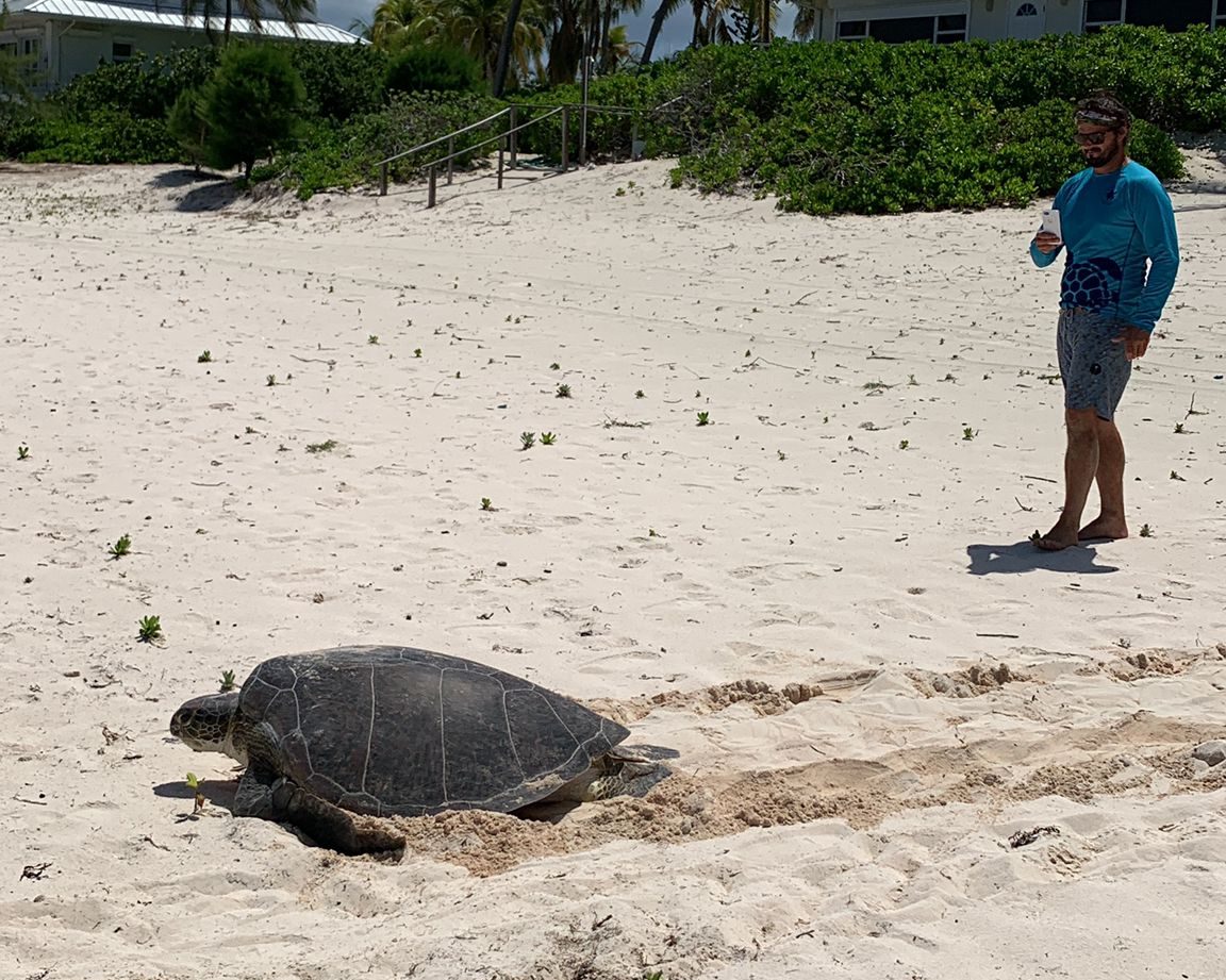 North Side resident teams with DoE in weekend turtle rescue - Cayman ...