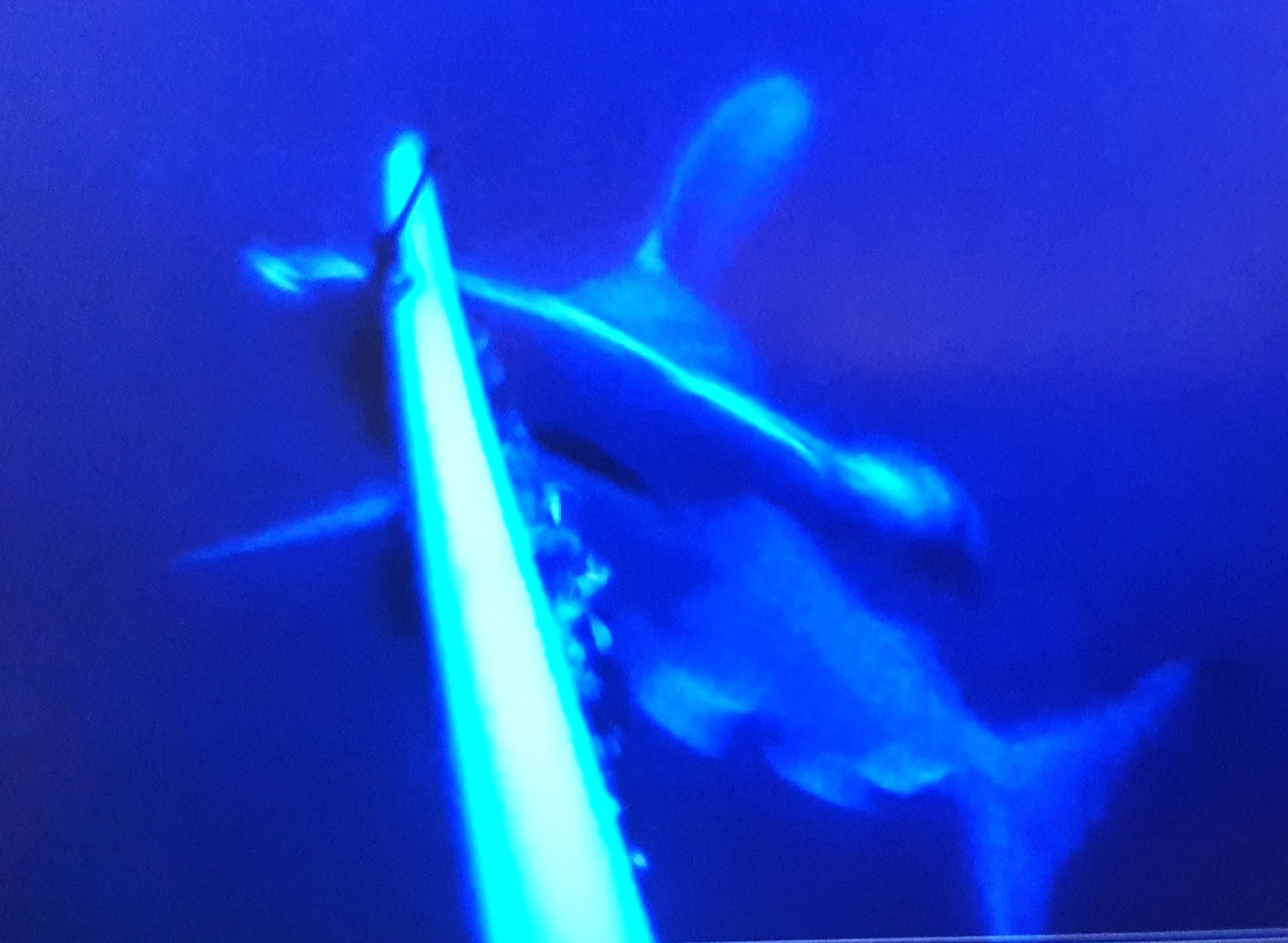 Smile: Sharks on candid camera in deep waters off Cayman - Cayman Compass