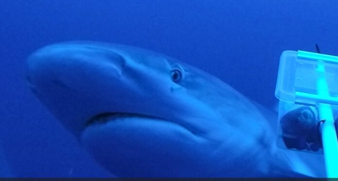 Smile: Sharks on candid camera in deep waters off Cayman - Cayman Compass