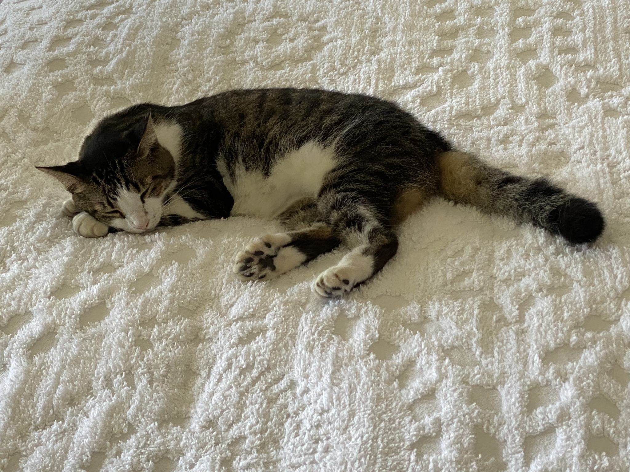 A six-toed cat takes a nap on a bed in the Hemingway House. - Cayman ...