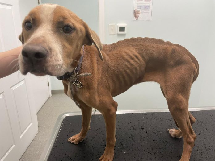 Neglected and emaciated dog, a sadly routine case for charity workers ...