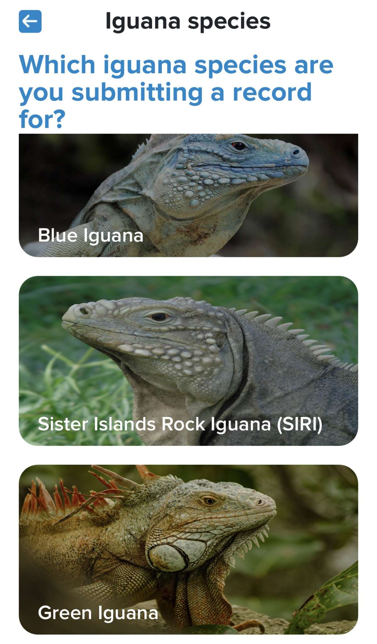 E-guana app screenshot - Cayman Compass