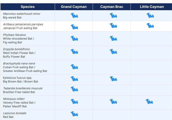 Bat graphic - Cayman Compass