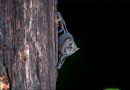 Cayman’s bats attracting interest at home and abroad - Cayman Compass