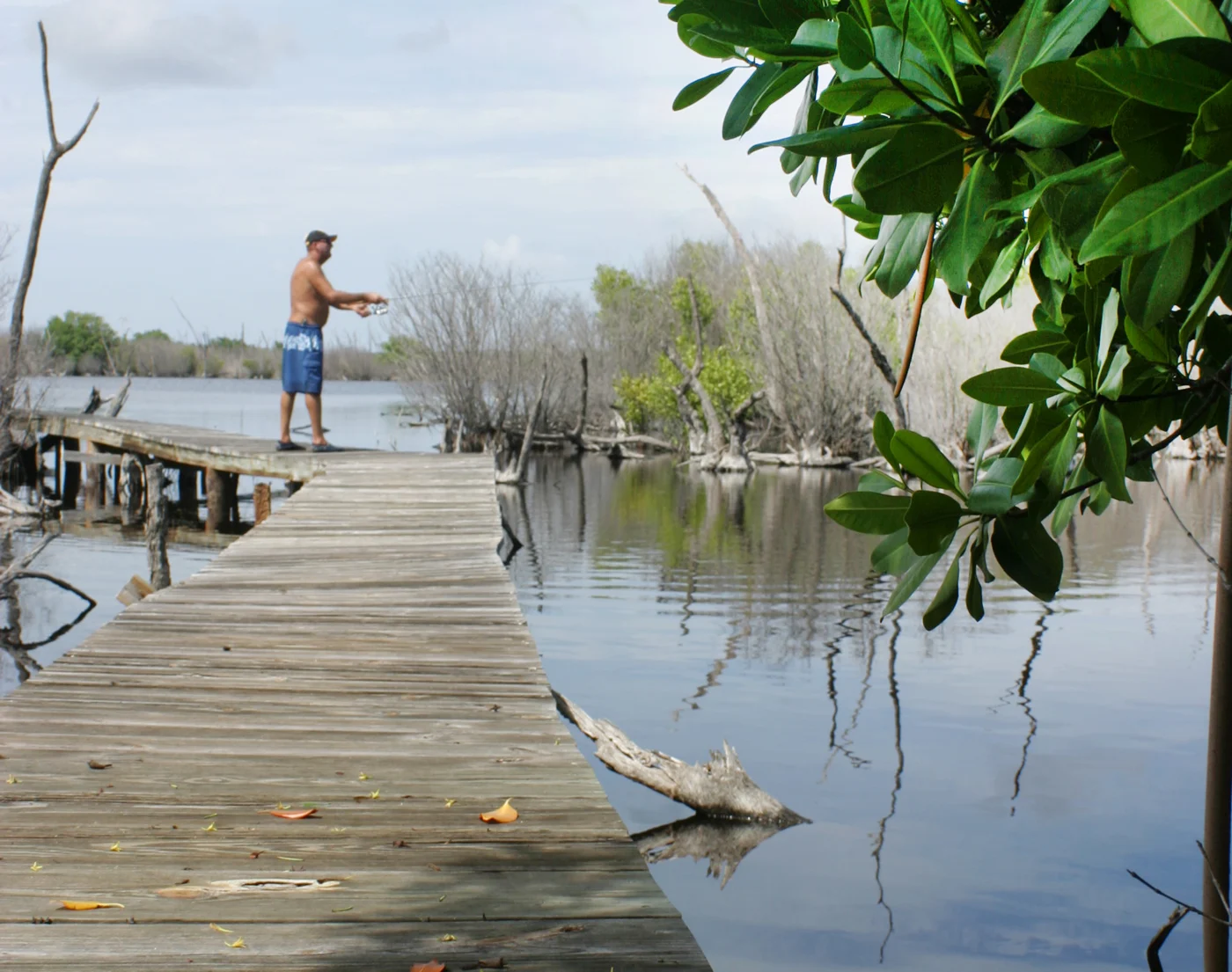 Tarpon pond - Cayman Compass