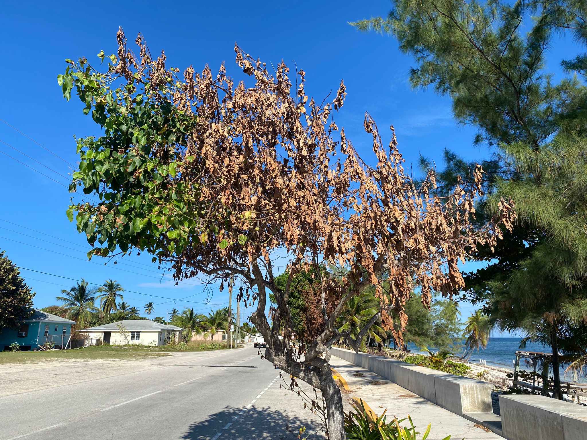 Hurricane Ian causes residual damage to local trees - Cayman Compass