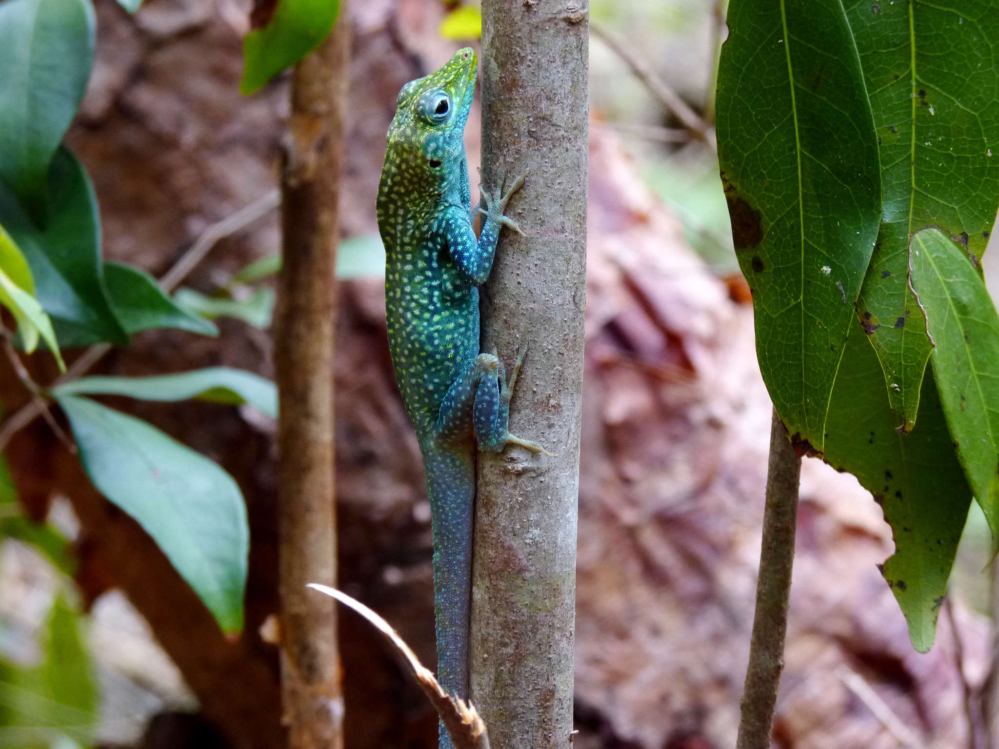 Blue Anole - Cayman Compass