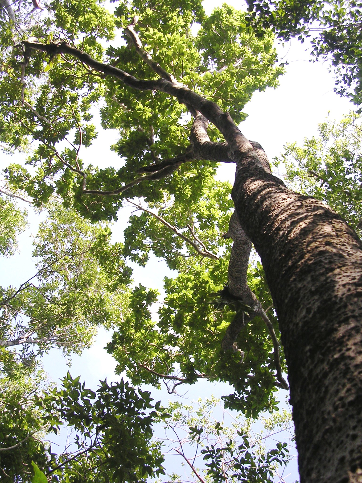 National Trust buys parcel of Mastic Forest - Cayman Compass