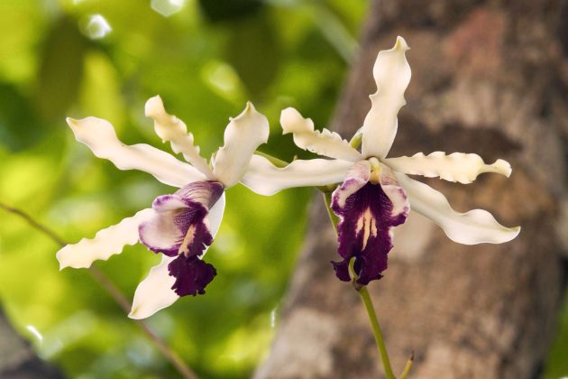 National Trust buys parcel of Mastic Forest - Cayman Compass