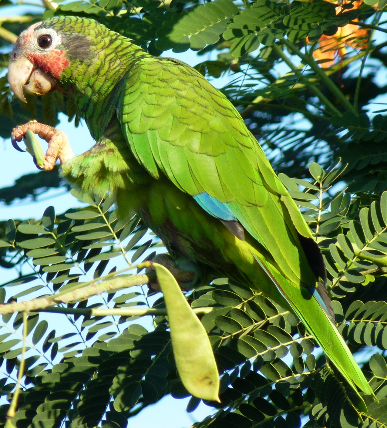 National Trust buys parcel of Mastic Forest - Cayman Compass