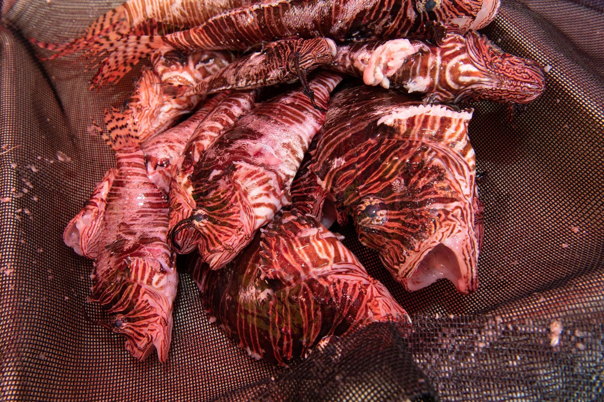 Cayman's invasive species under spotlight - Cayman Compass