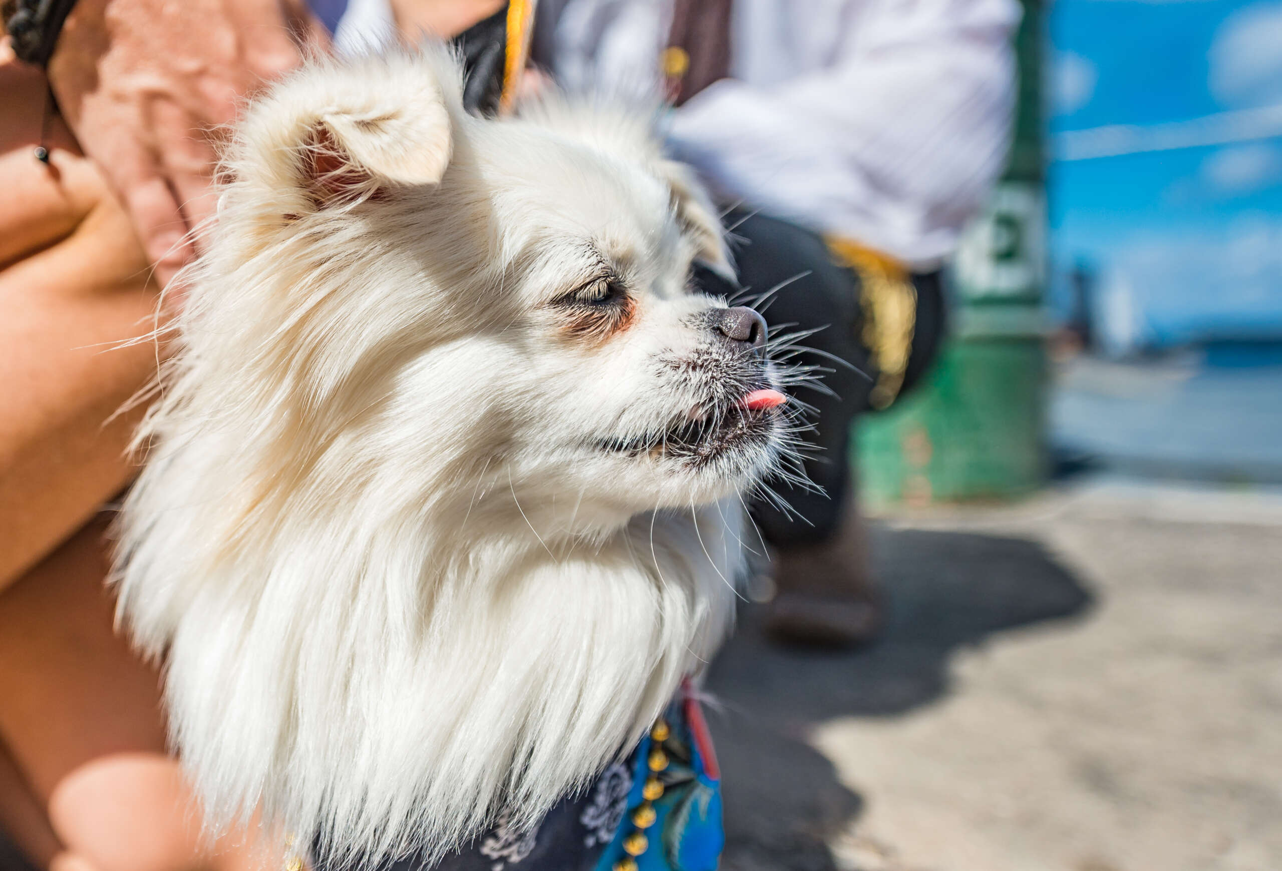 Pirates, pooches and pyrotechnics as festival comes to a close - Cayman ...