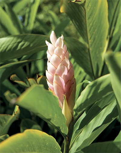 Berna's garden blooms - Cayman Compass