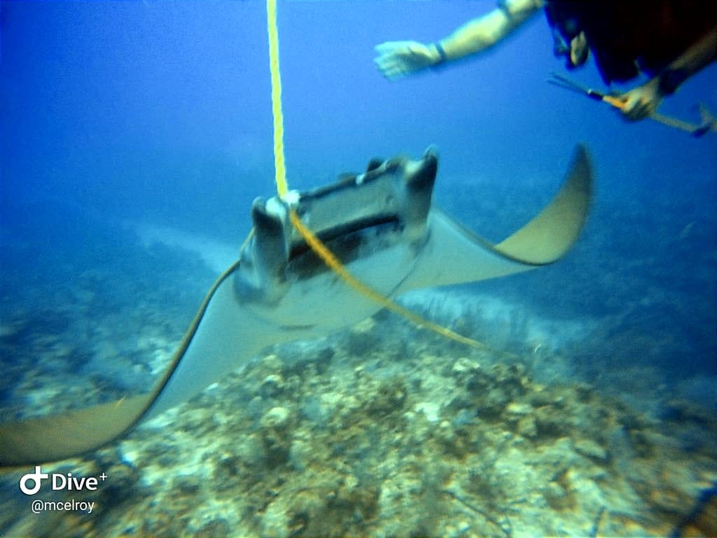 The shark, the ray and the dive instructor - Cayman Compass
