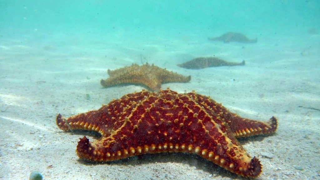 Protection of starfish needs more than a sign - Cayman Compass