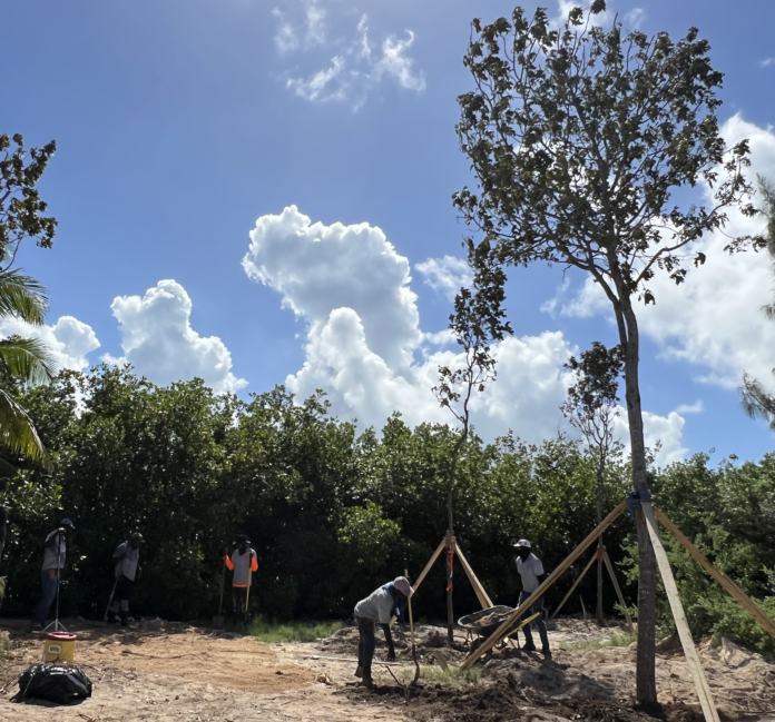 Pilot project to replant mahogany in Barkers - Cayman Compass