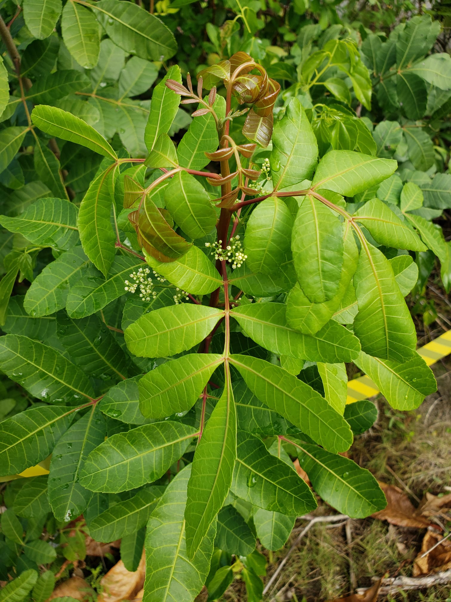 DoE issues warning on poisonous Brazilian peppertree - Cayman Compass