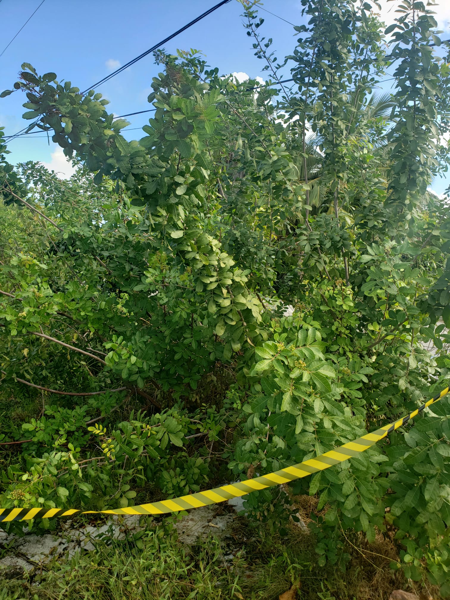 DoE issues warning on poisonous Brazilian peppertree - Cayman Compass