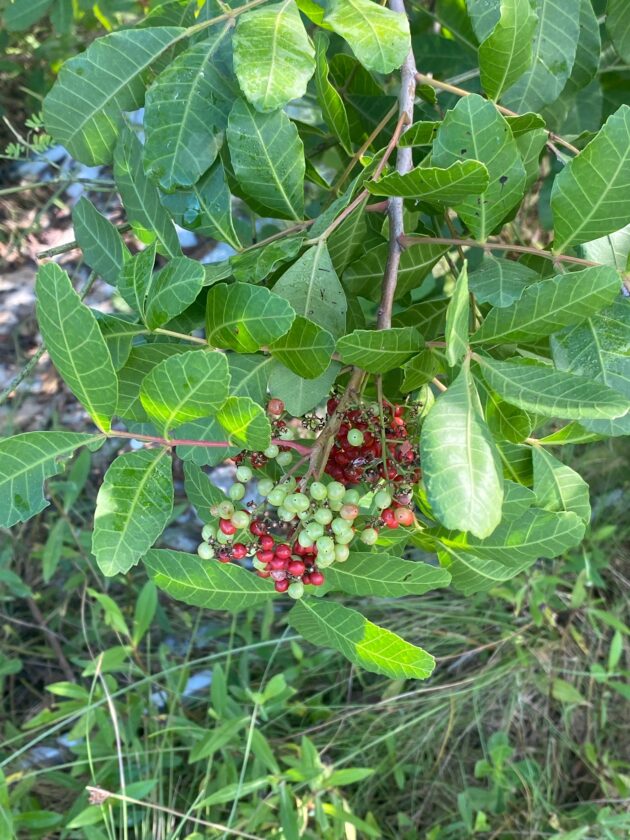 DoE issues warning on poisonous Brazilian peppertree - Cayman Compass