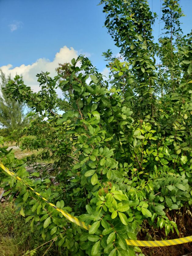 DoE issues warning on poisonous Brazilian peppertree - Cayman Compass