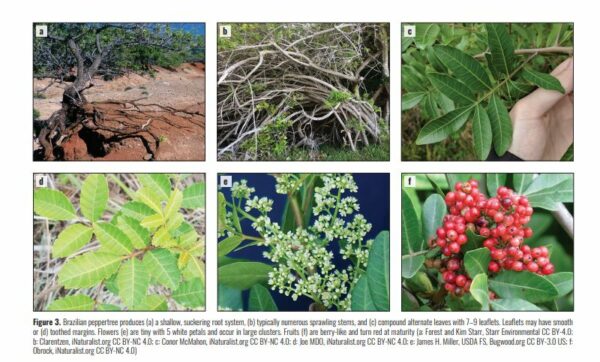 DoE issues warning on poisonous Brazilian peppertree - Cayman Compass