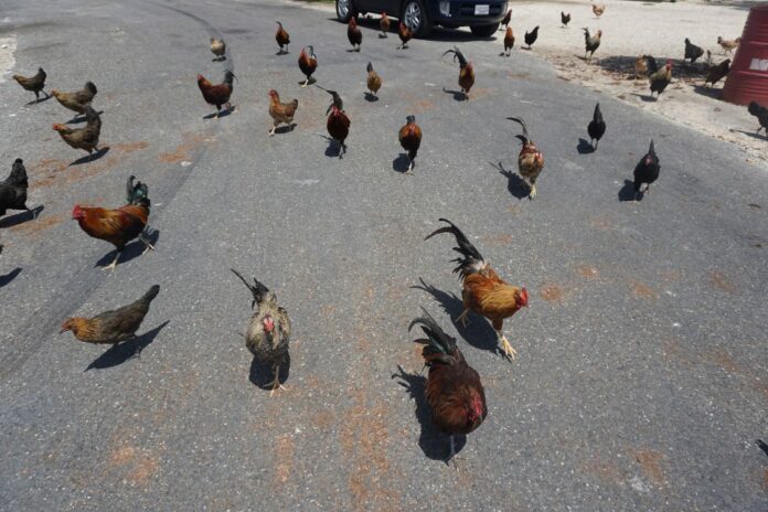 Up to $500,000 fine, 4 years in jail for feeding feral chickens, cats ...