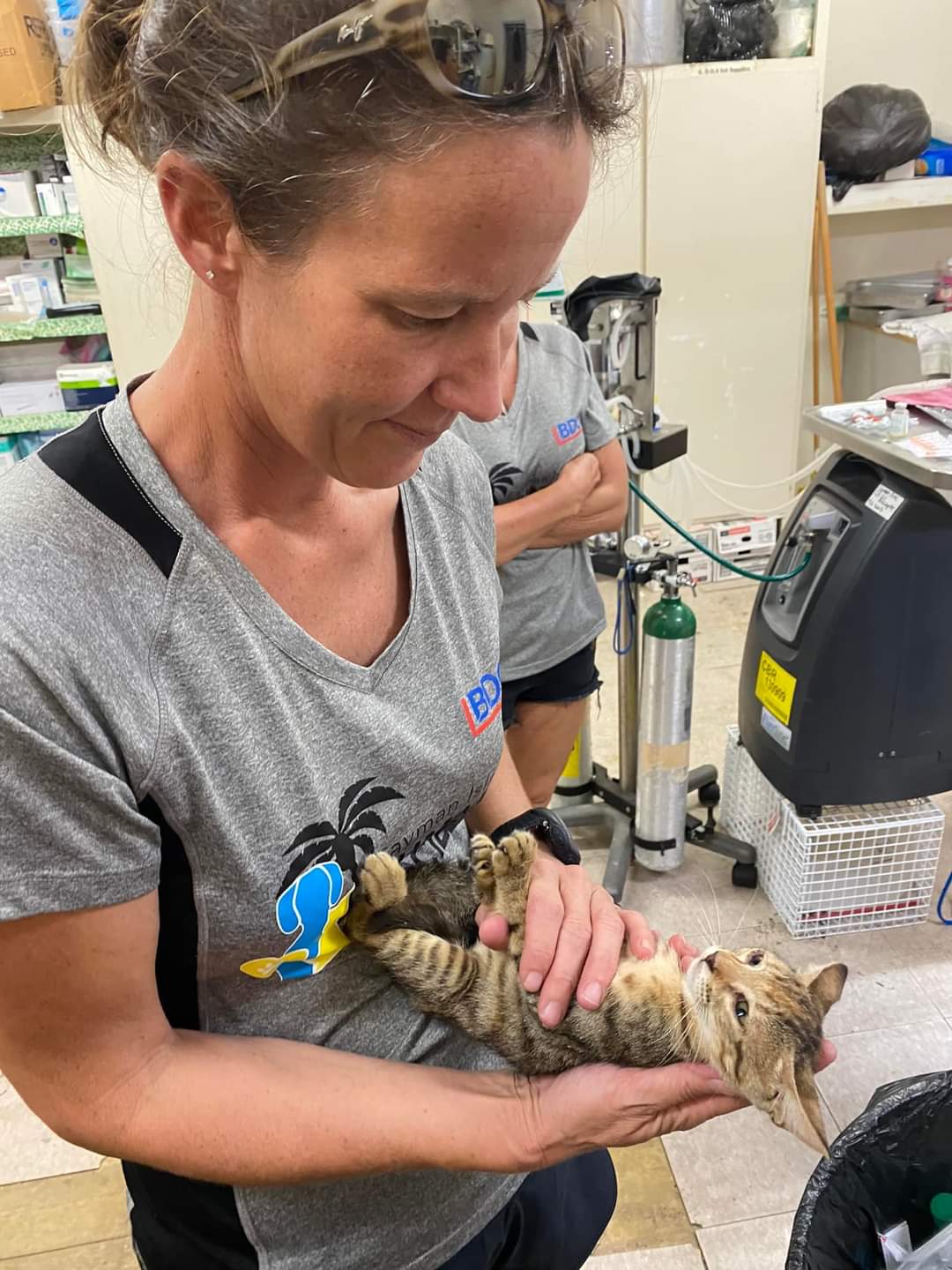 467 cats neutered in Brac in past 2 years - Cayman Compass