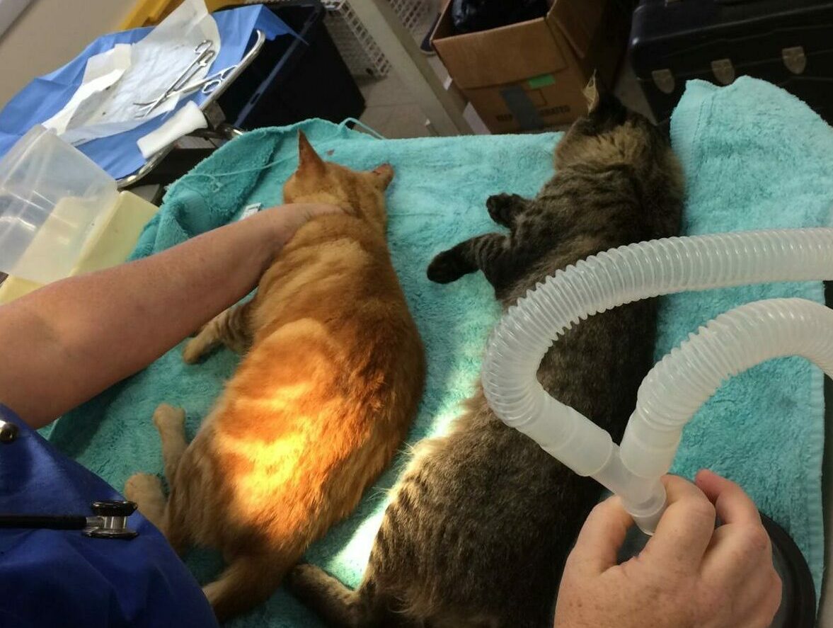 467 cats neutered in Brac in past 2 years - Cayman Compass