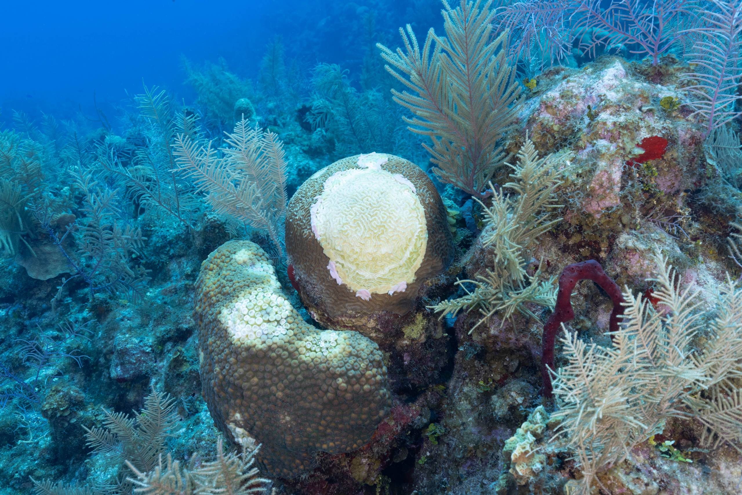 Rising sea-levels threaten Cayman's coastline - Cayman Compass