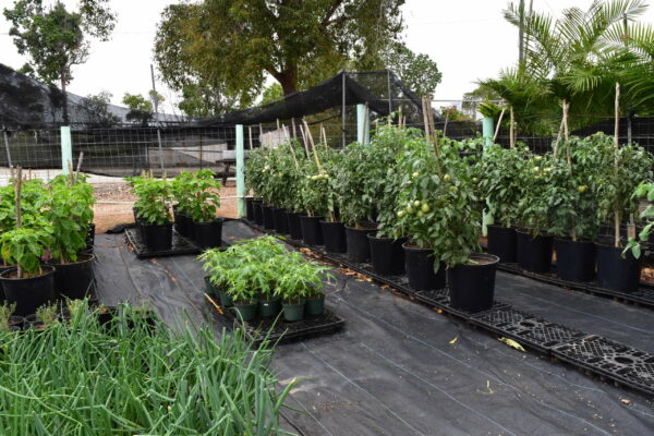 Strict new law protects native plants from pests - Cayman Compass