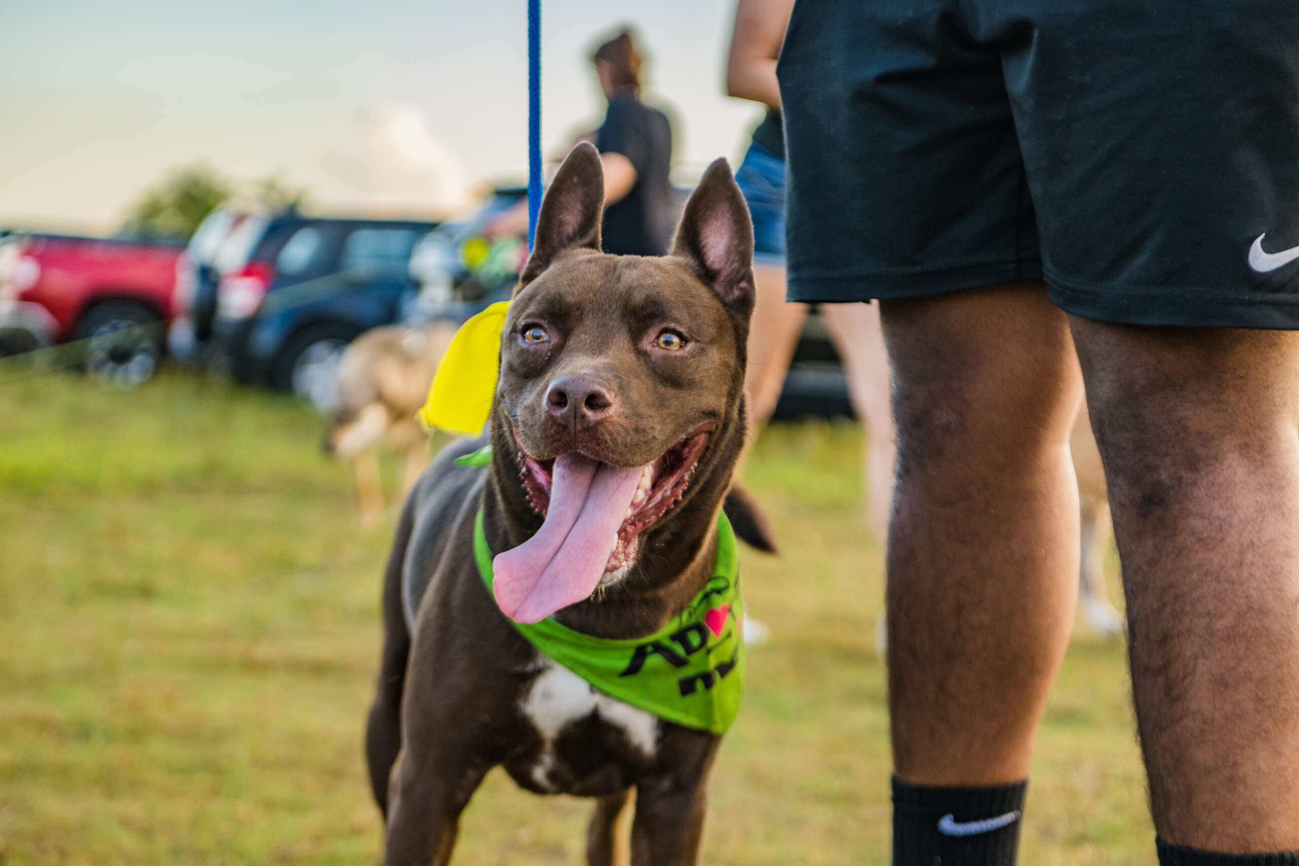 In photos: Lots of wagging and walking at Humane Society fundraiser ...