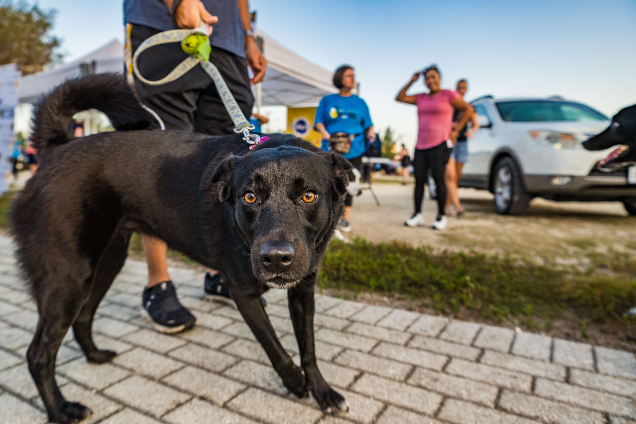 In photos: Lots of wagging and walking at Humane Society fundraiser ...