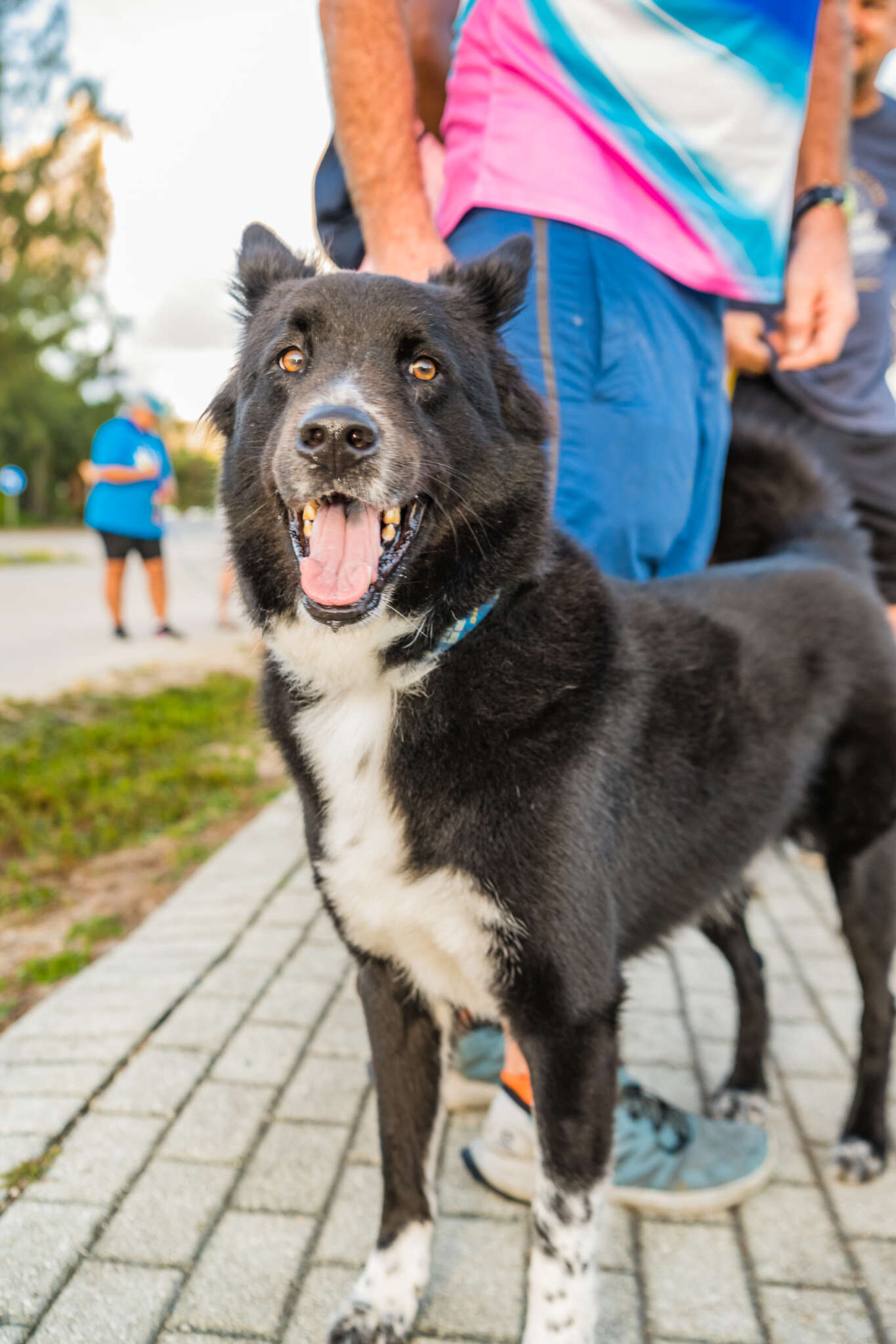 In photos: Lots of wagging and walking at Humane Society fundraiser ...