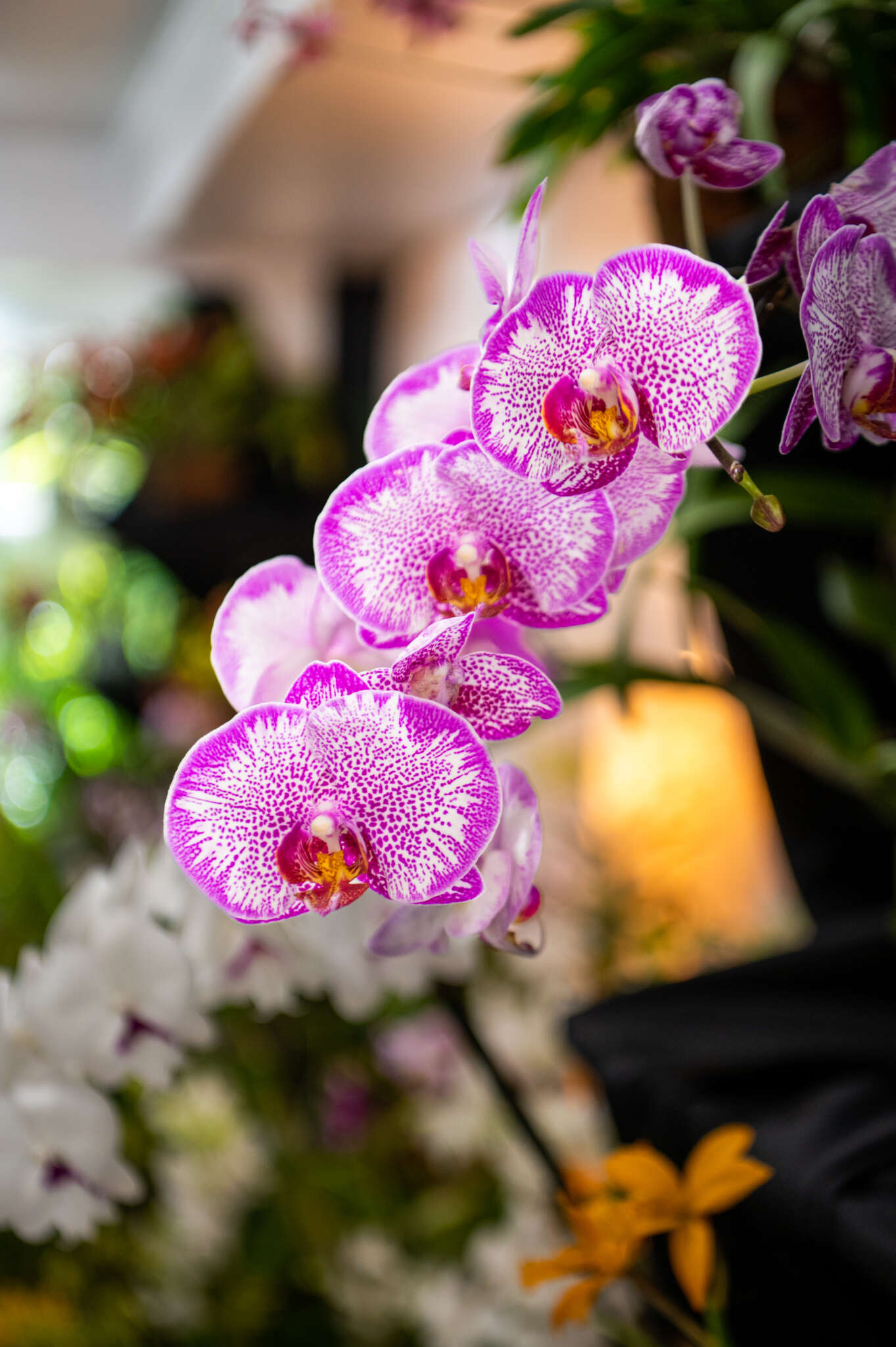 Flowers and fragrance at the Orchid Show - Cayman Compass