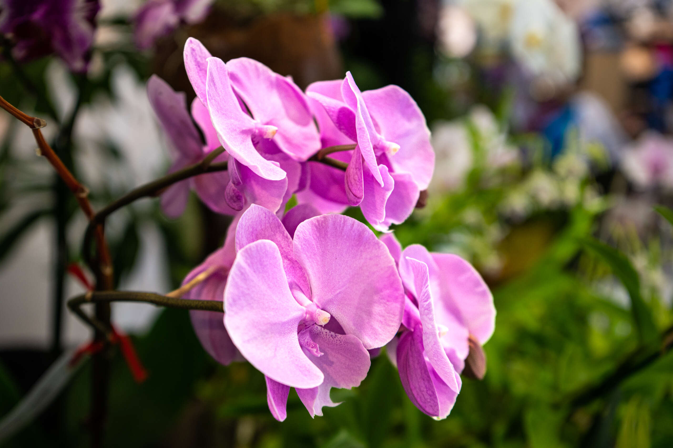 Orchid Show-0003 - Cayman Compass