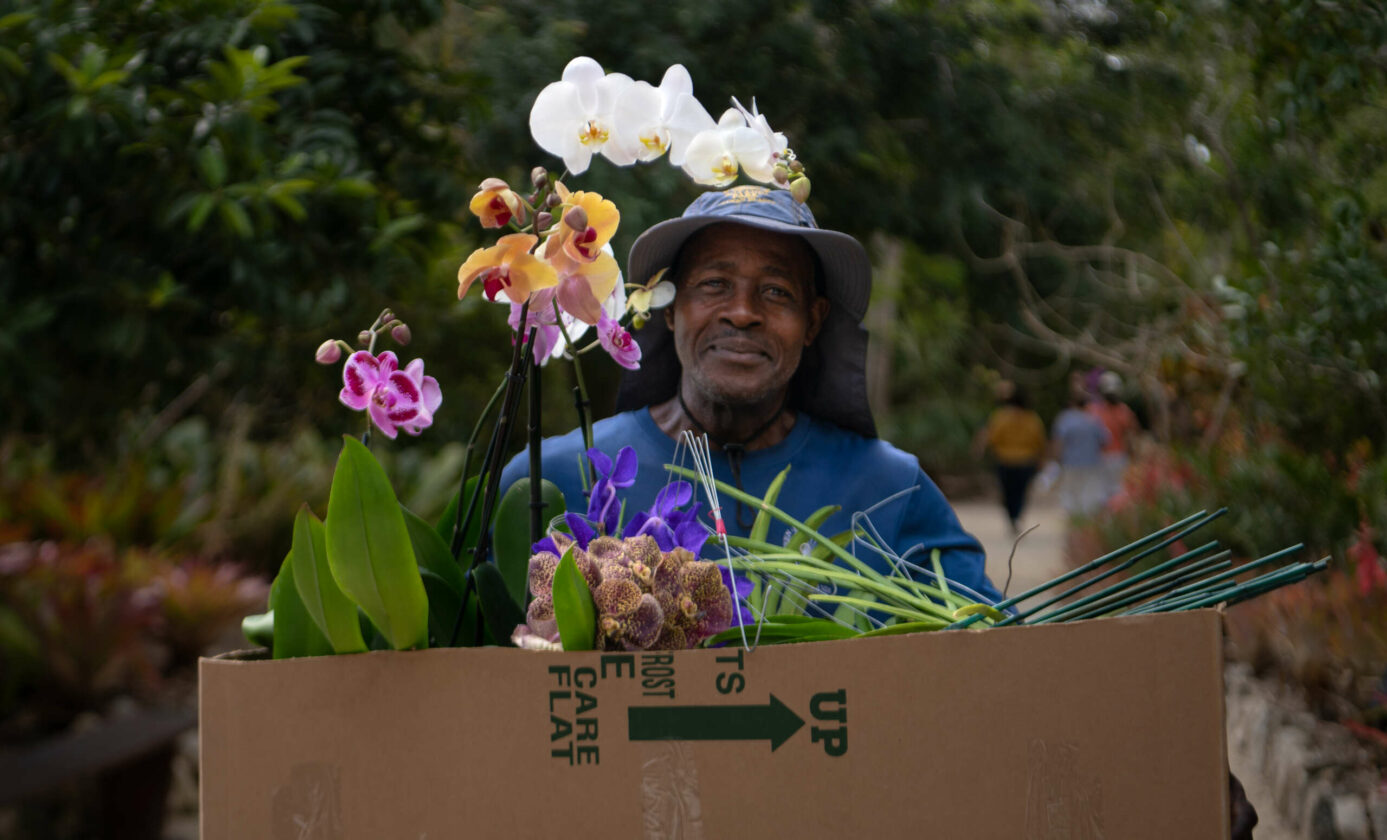 Flowers and fragrance at the Orchid Show - Cayman Compass