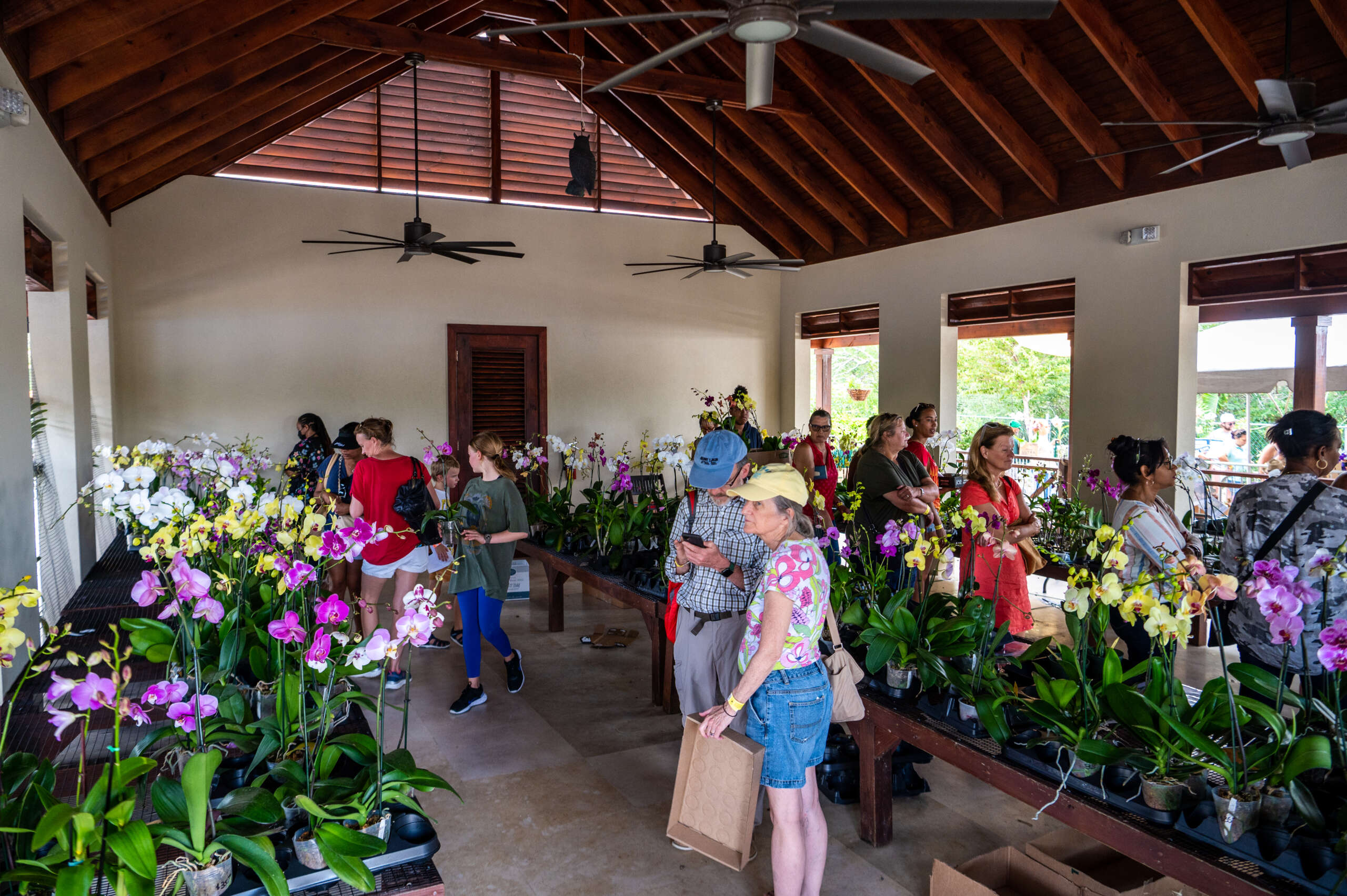 Orchid Show-0008 - Cayman Compass
