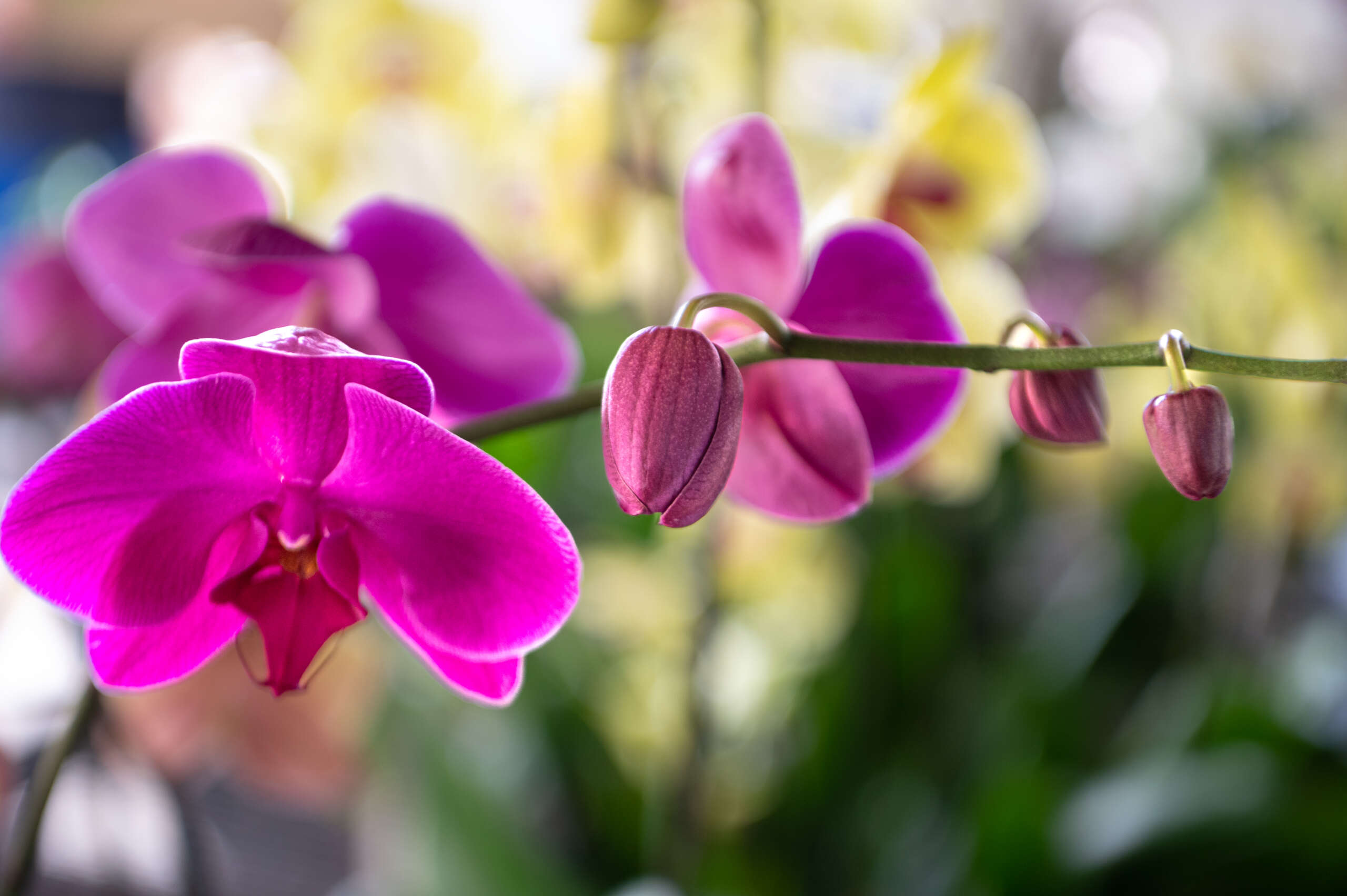 Flowers and fragrance at the Orchid Show - Cayman Compass