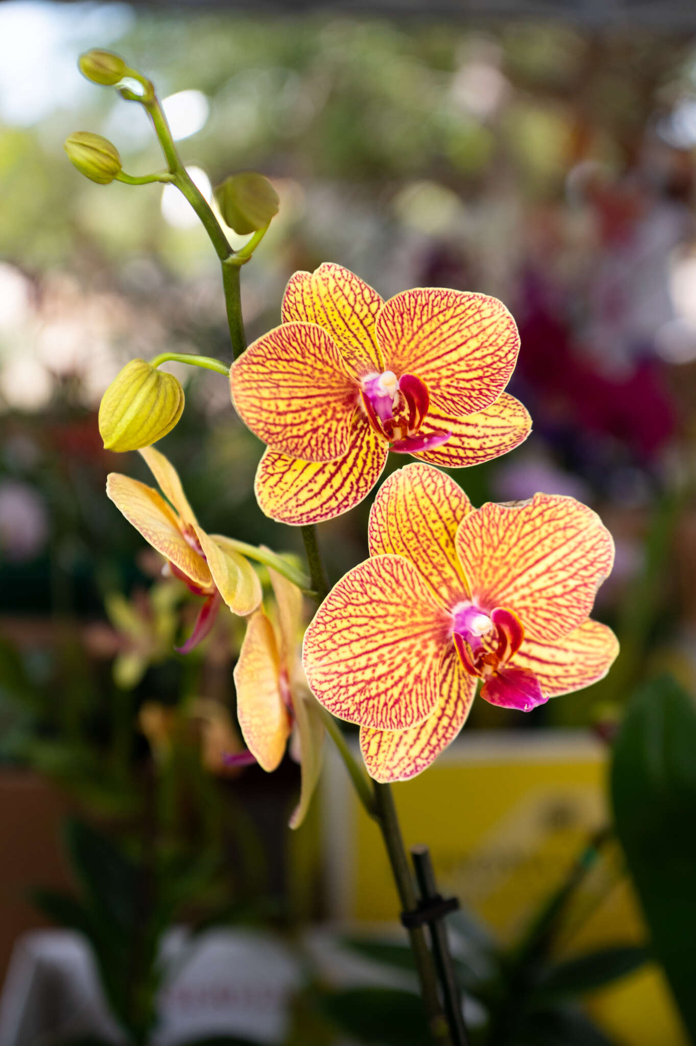 Flowers and fragrance at the Orchid Show - Cayman Compass