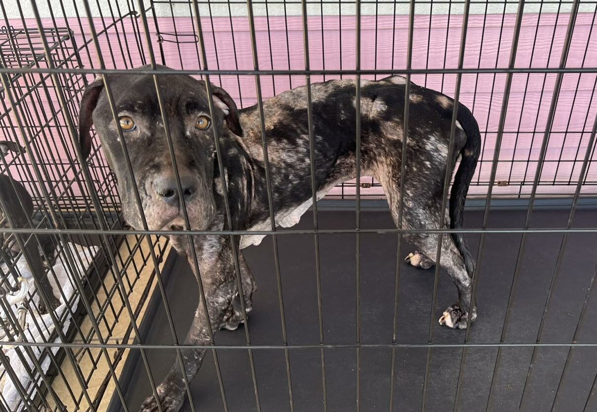 Animal-rescue group saves neglected dogs - Cayman Compass