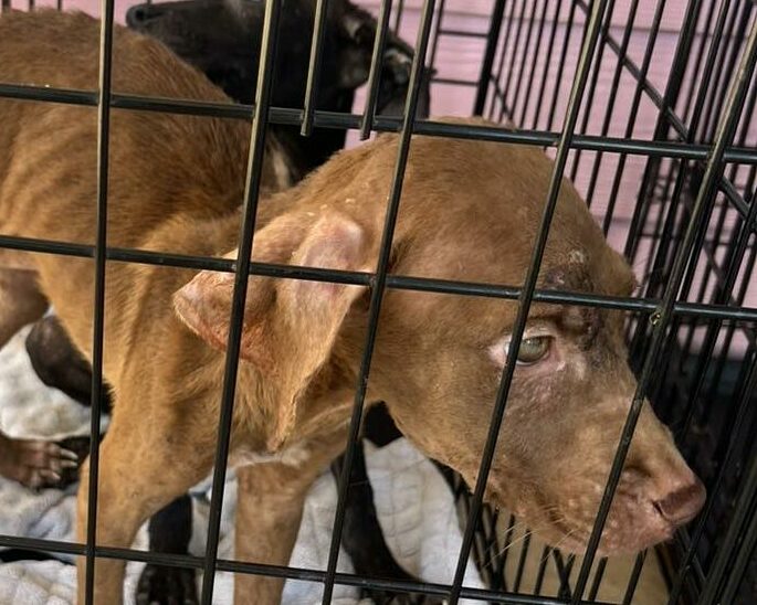 Animal-rescue group saves neglected dogs - Cayman Compass