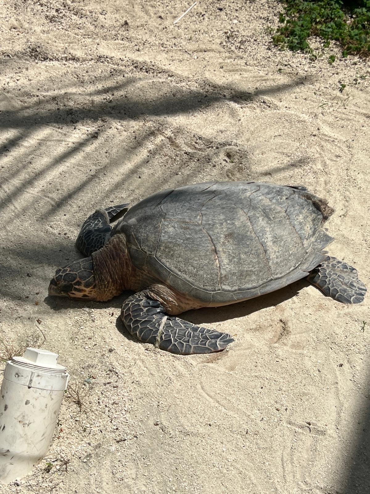 Hawksbill turtle rescued from poachers - Cayman Compass